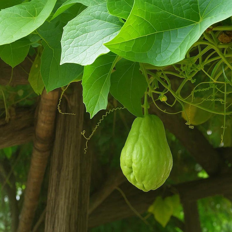80 Chayote Squash Seeds – Non-gmo Organic Vegetable Seeds for Planting ...