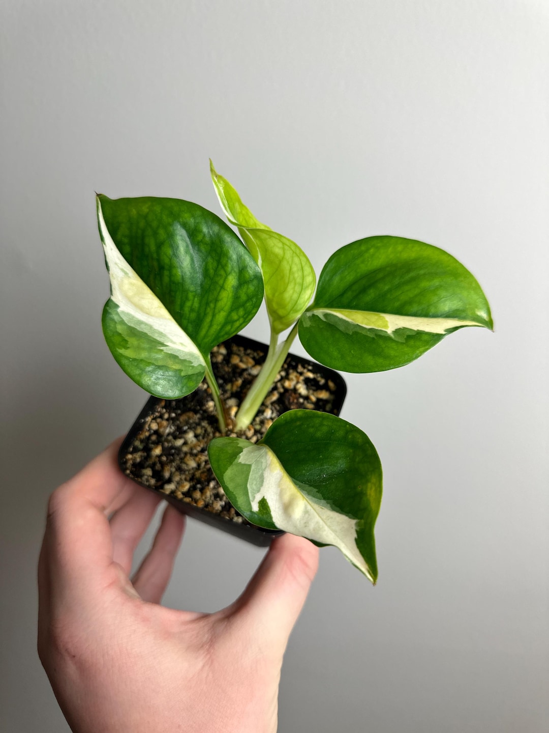 Japanese Global Pothos - Rare Epipremnum Aureum Trailing Hart to Find ...