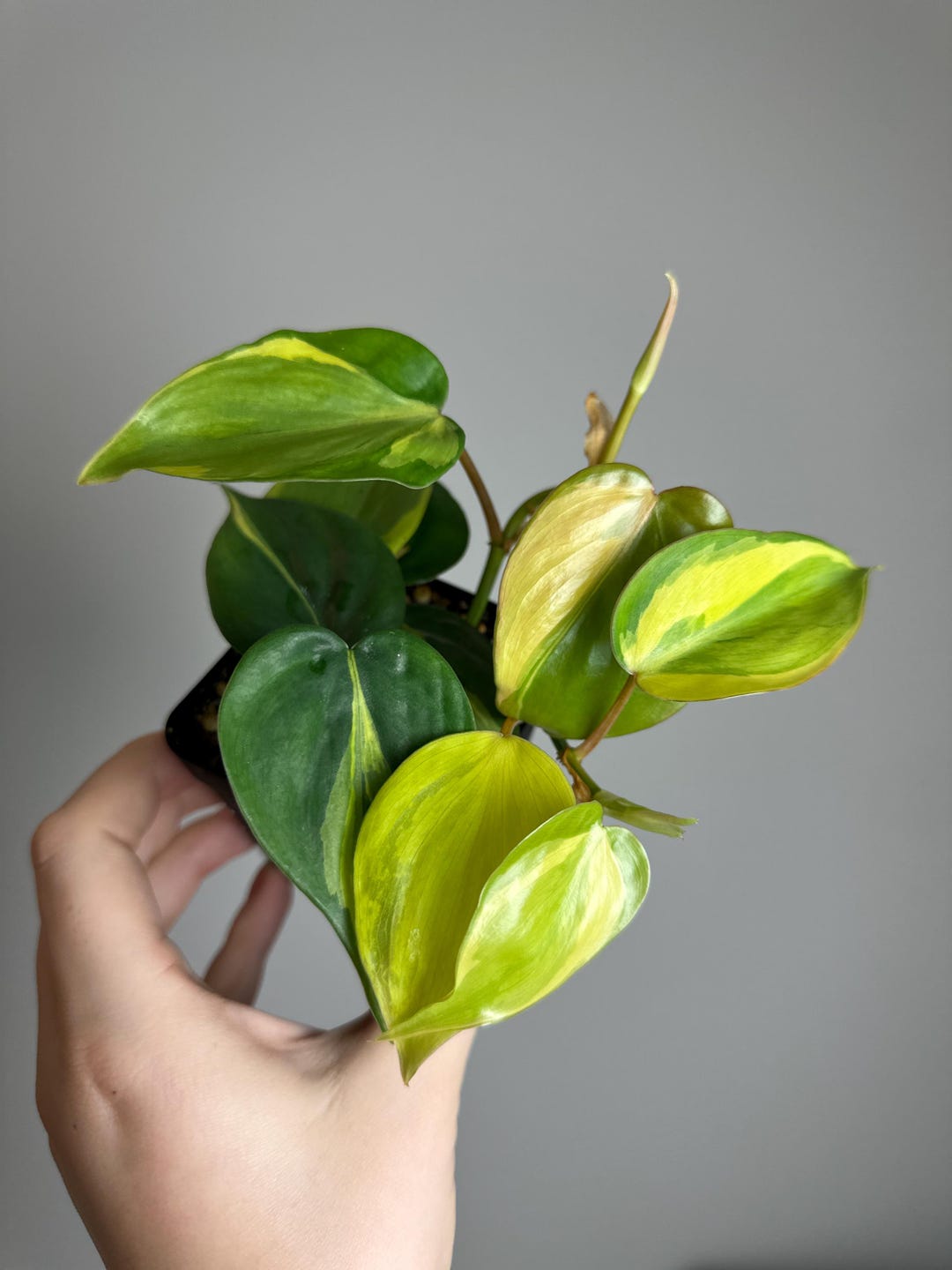 US Seller - Philodendron Carnival - Rare Hard to Find Philodendron Lime ...