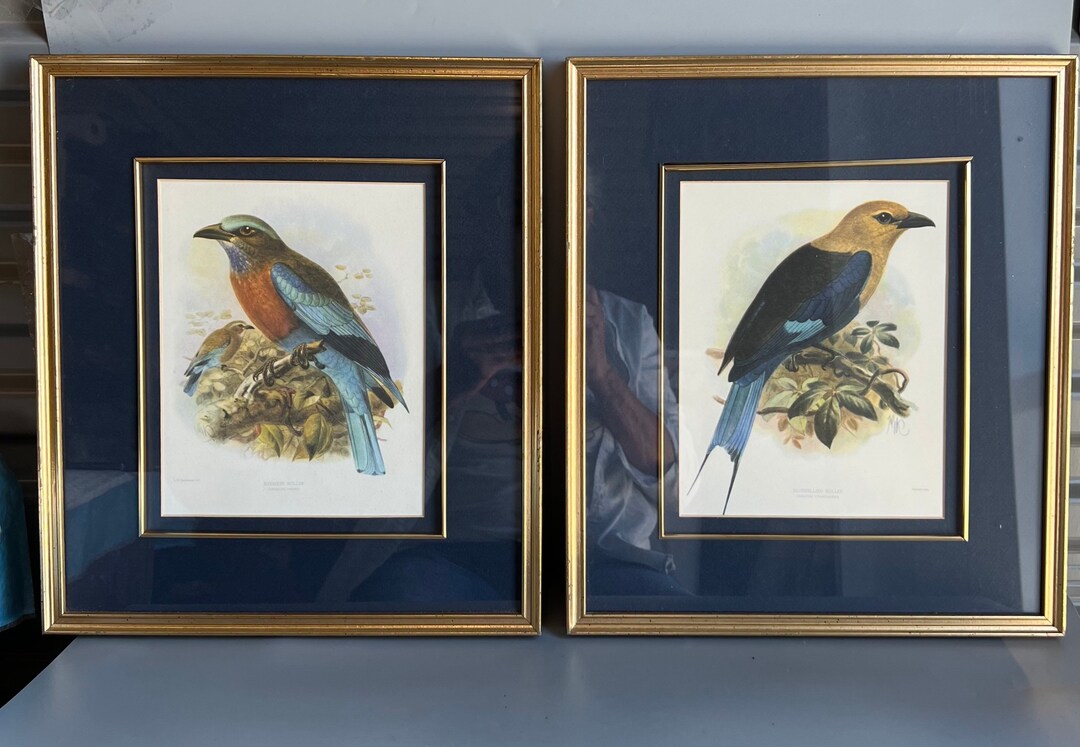 Lithograph Prints by J.G. Keulemans Framed Bird Print - Etsy