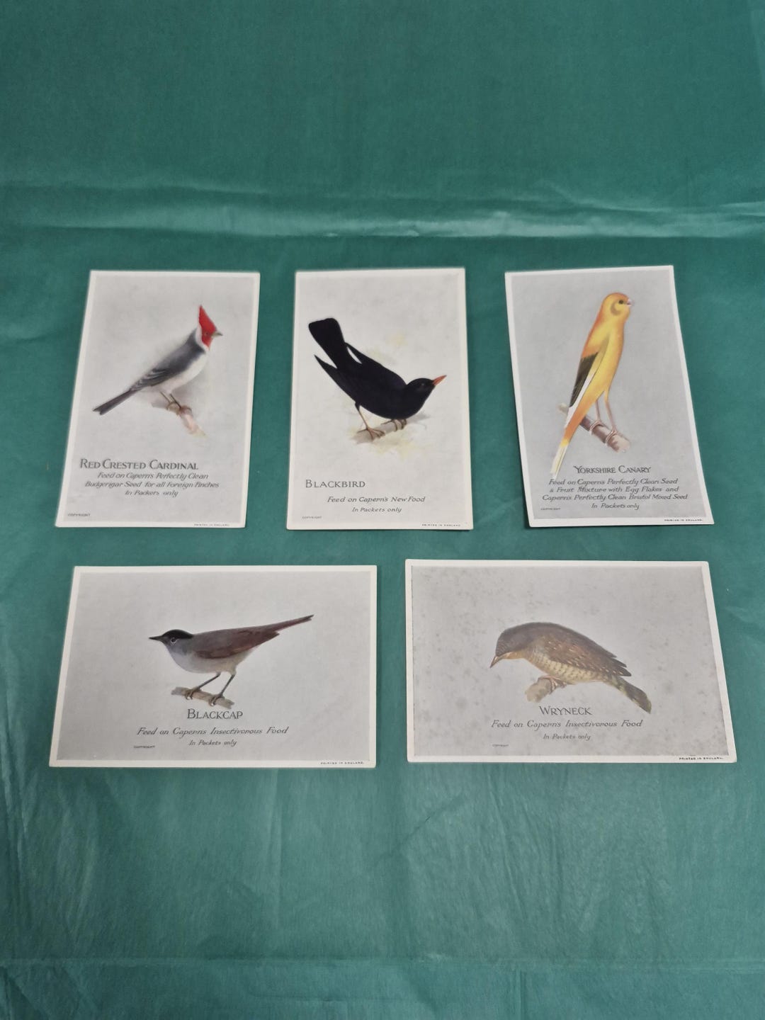 5 Vintage Bird Postcards - Etsy