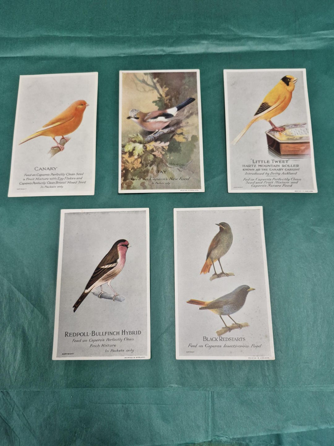5 Vintage Bird Postcards - Etsy