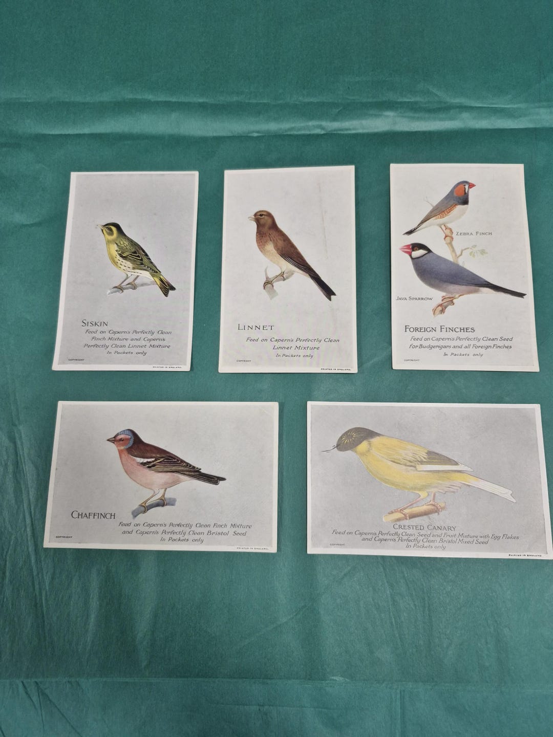 5 Vintage Bird Postcards - Etsy