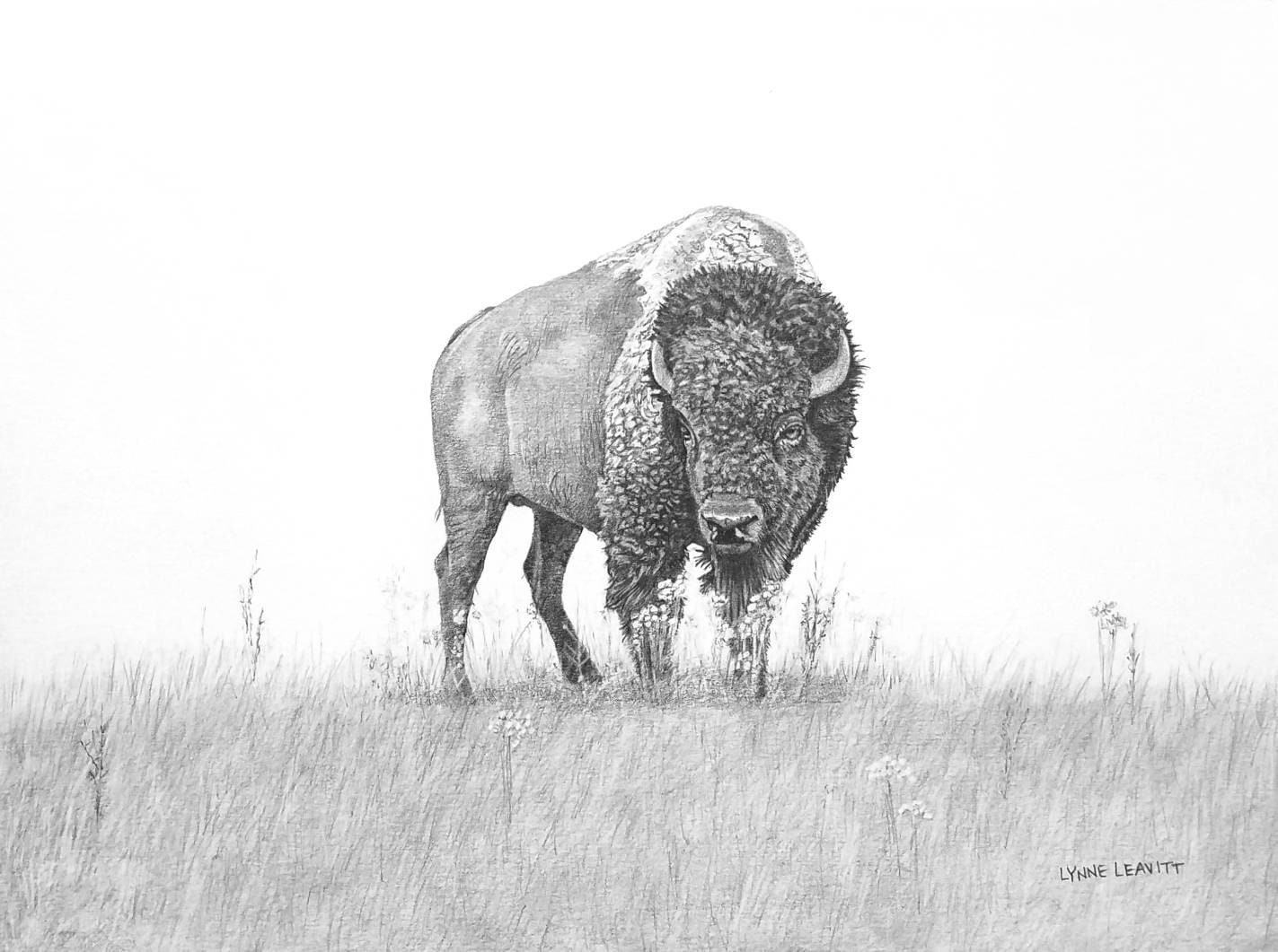 North American Bison Drawing
