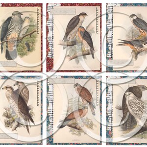 Nature Birds Printable for Junk Journal Scrapbooks and Planners ...