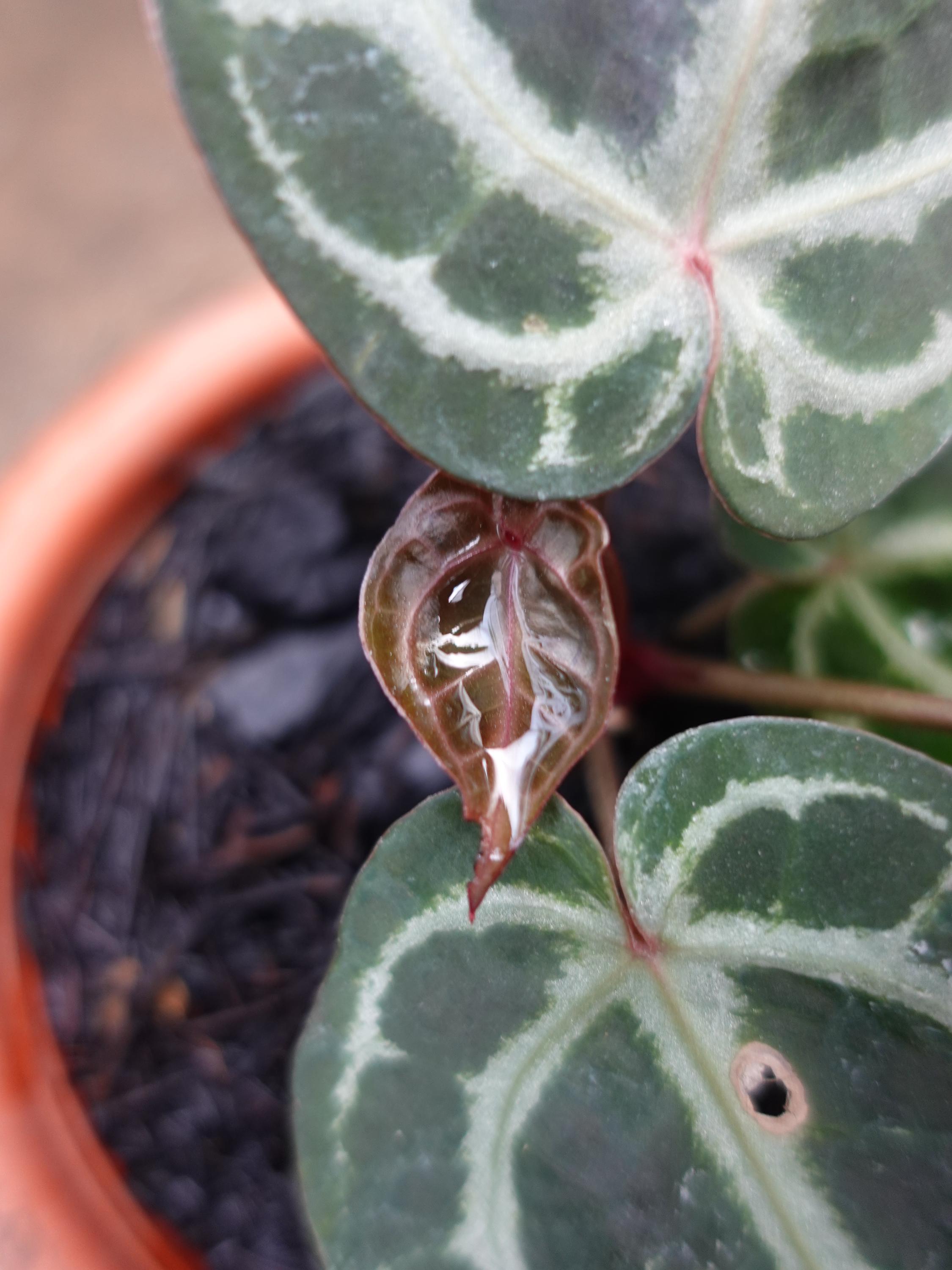 Anthurium Red Tiger by Haji Ulih - Etsy