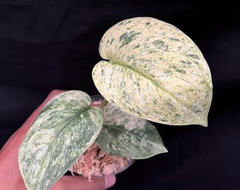 Silver Cloud Scindapsus - Rare - Silver Satin Pothos - Available in 6 ...