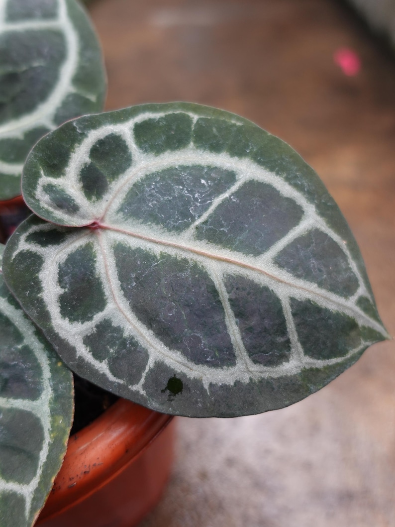 Anthurium Red Tiger by Haji Ulih - Etsy