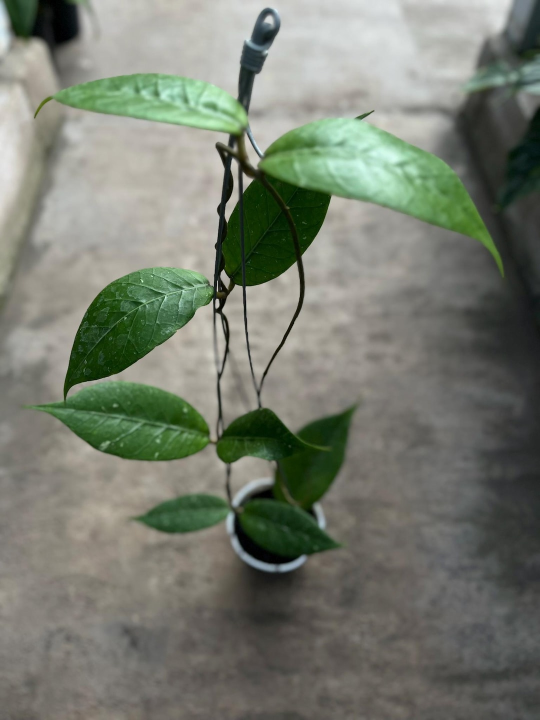 Hoya Rikit Musara - Etsy