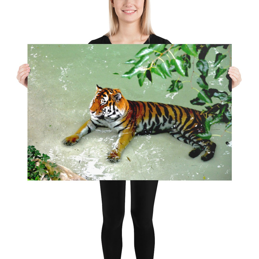 Tiger Chilling in the Water Poster Tiger Big Cat Home Wall - Etsy