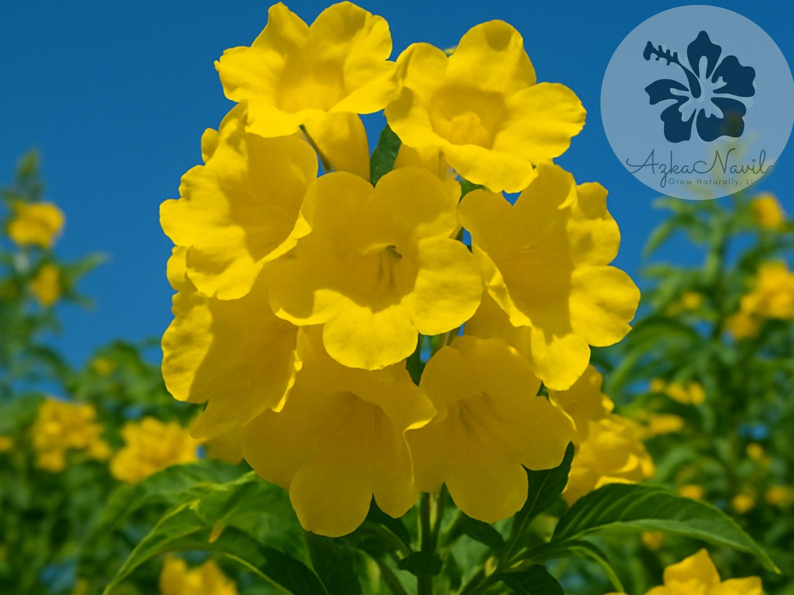 Yellow Bells Esperanza Plant – Tecoma Stans Trumpet Flower Starter Live ...