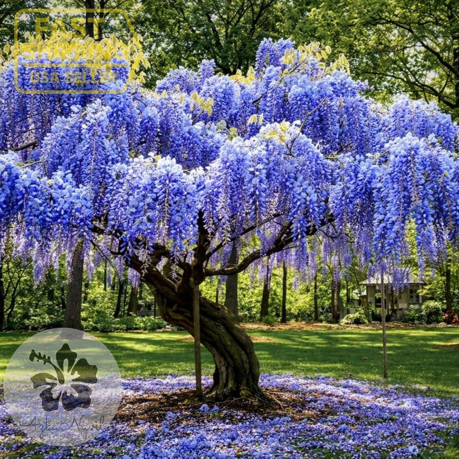 Chinese Blue Wisteria Tree – Fragrant Flowering Plant, Spring Blooms - Etsy