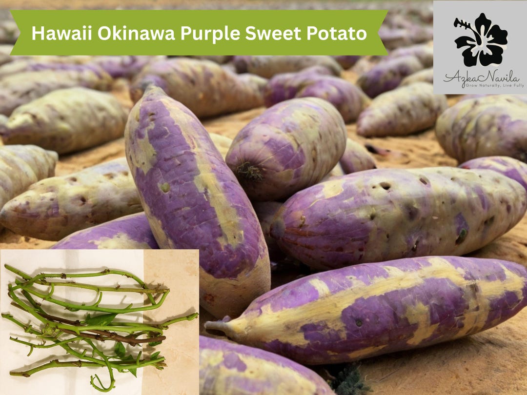 Okinawa Purple Sweet Potato Slips: Grow From Cuttings (10 Slips, No ...