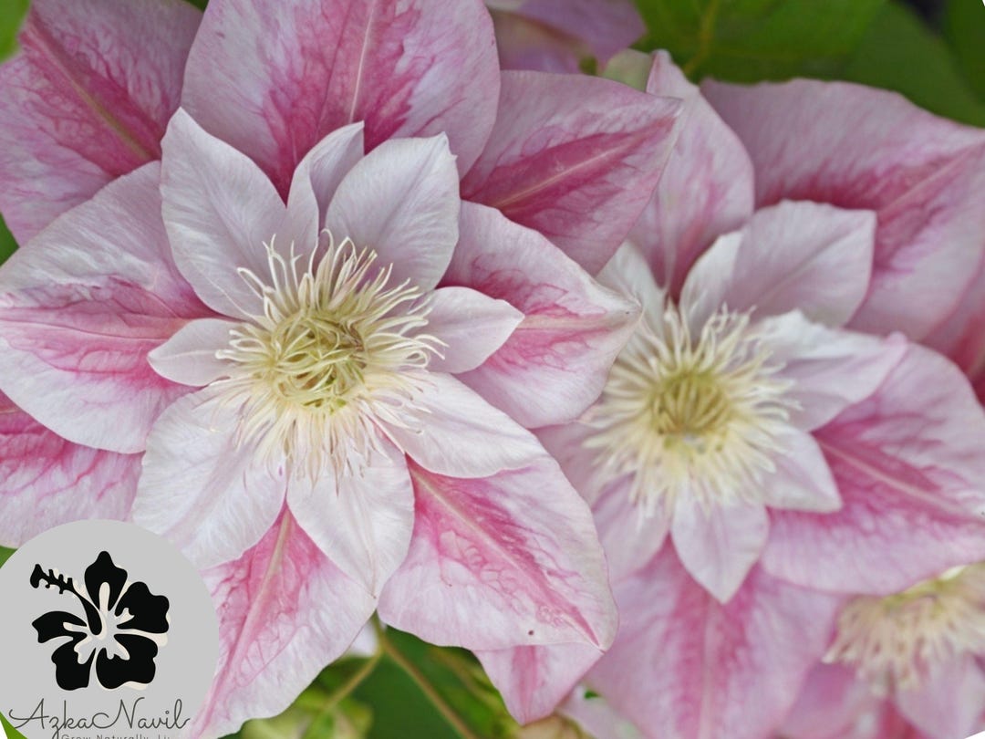 Double Pink White Clematis 25 Seeds: Climbing Perennial Vine, Butterfly ...