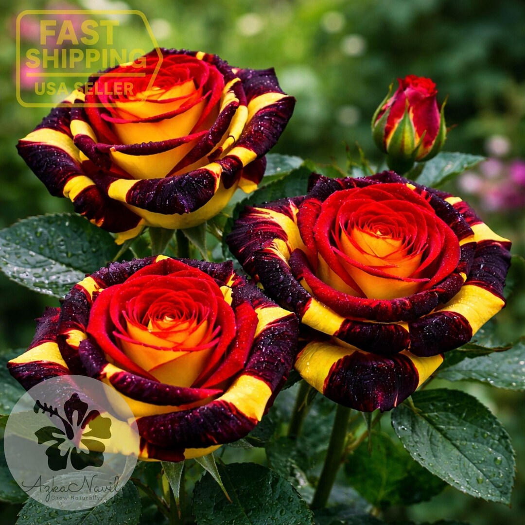 20 Firebird Rose Seeds – Rare Red Yellow Rose – Heirloom Decorative ...
