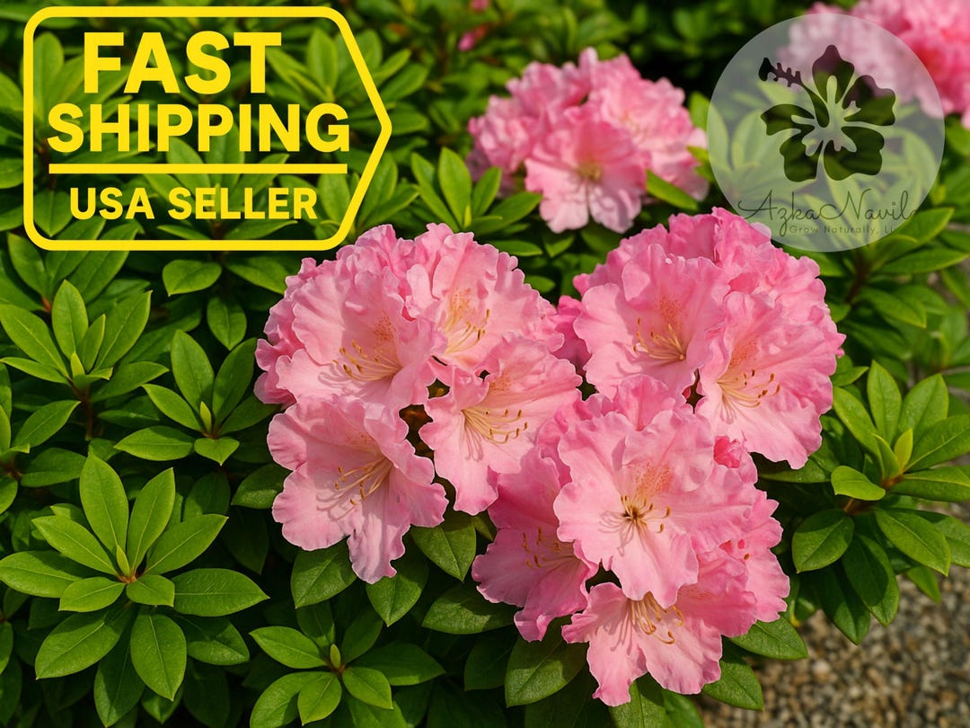 Yaku Prince Rhododendron - Hardy Evergreen Shrub - Pink Blooms - 4" Pot ...