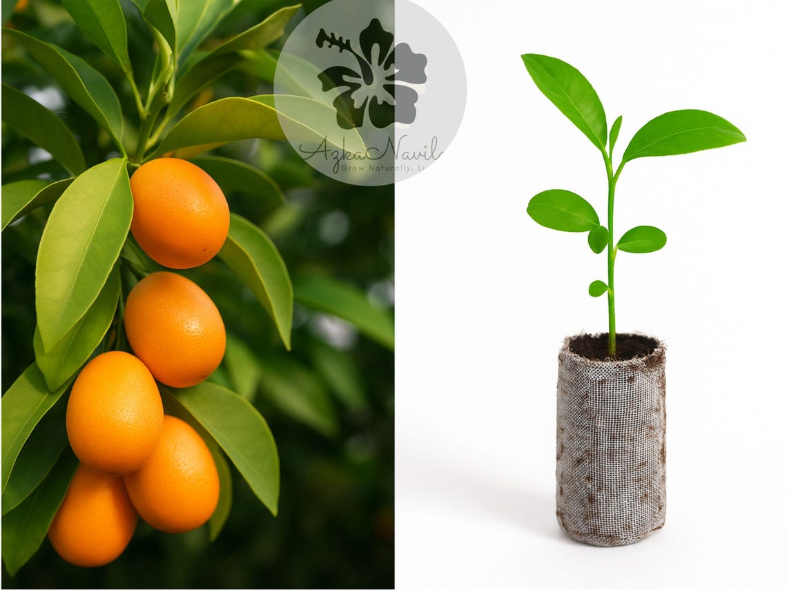 Fukushu Kumquat Tree: Live Citrus Starter Plug, Edible Fruit Lot of 3 ...
