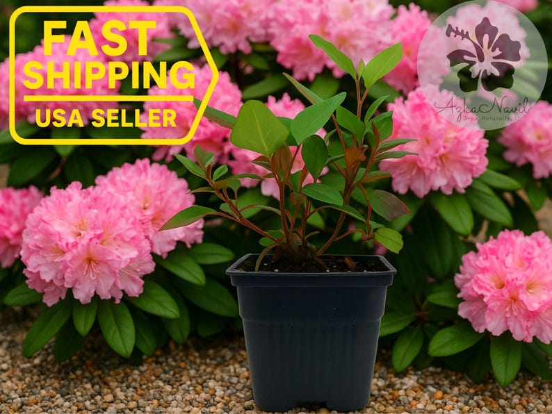 Yaku Prince Rhododendron - Hardy Evergreen Shrub - Pink Blooms - 4" Pot ...