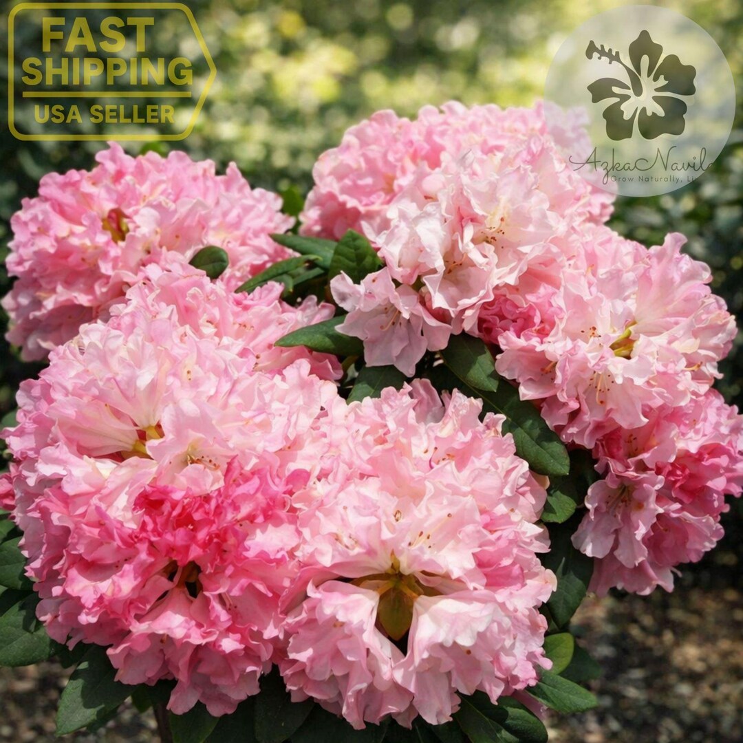 Yaku Prince Rhododendron – Live Evergreen Shrub – Hardy Flowering Plant ...