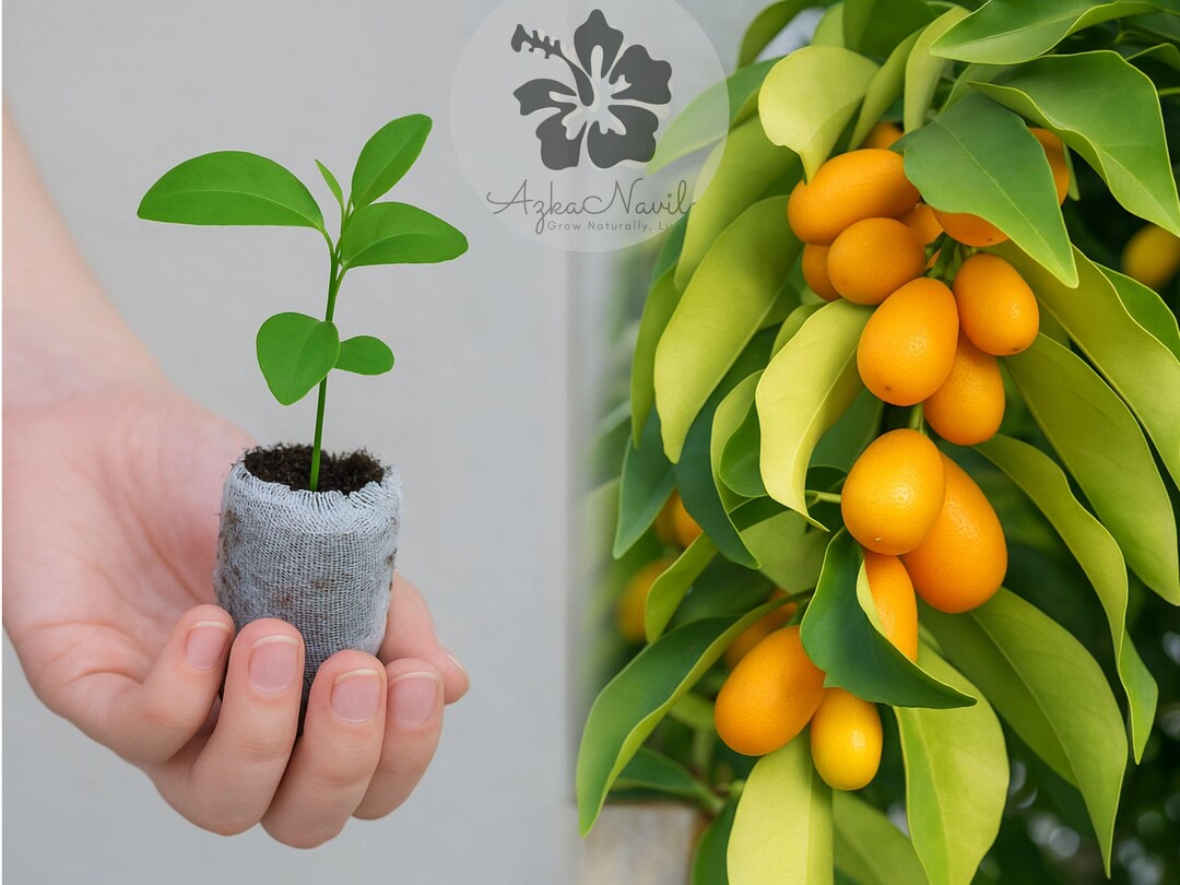 Fukushu Kumquat Tree: Live Citrus Starter Plug, Edible Fruit Lot of 3 ...