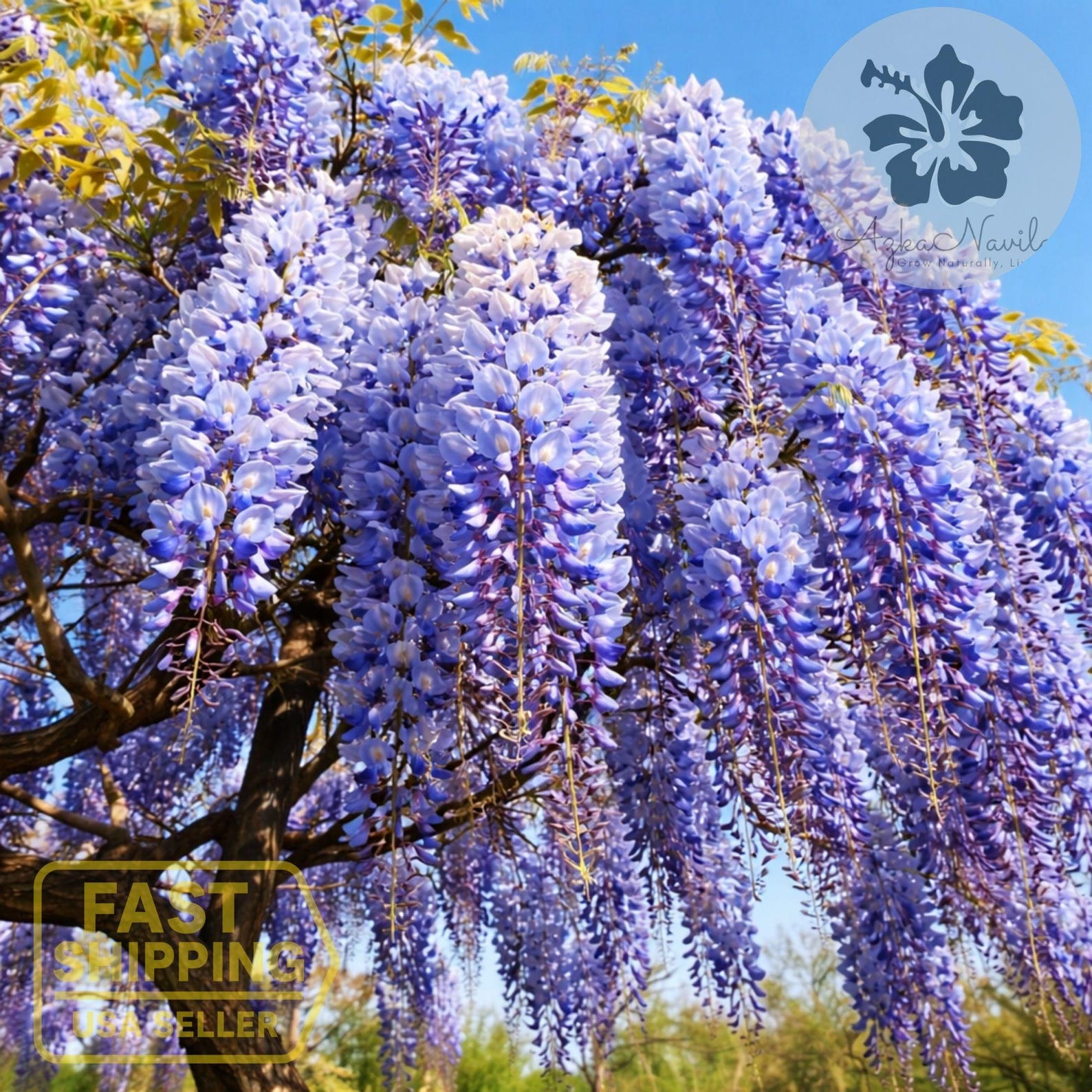 Chinese Blue Wisteria Tree – Fragrant Flowering Plant, Spring Blooms - Etsy
