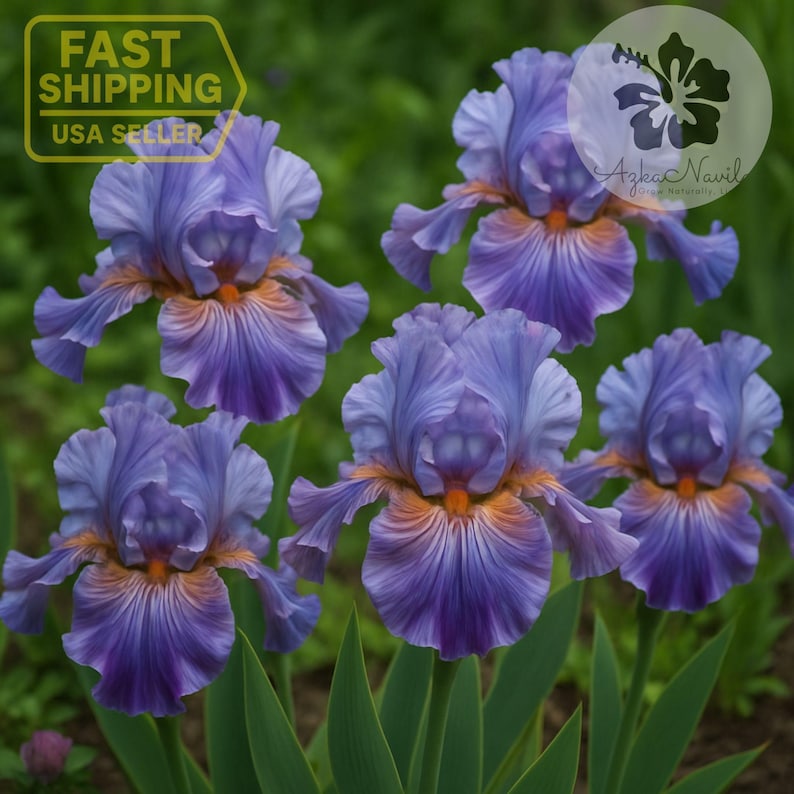 50 Rainbow Veined Bearded Iris Seeds – Multicolor Ruffled Perennial ...