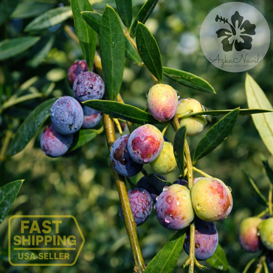 Canino Olive Tree Seeds – Olea Europaea – Heirloom European Edible ...