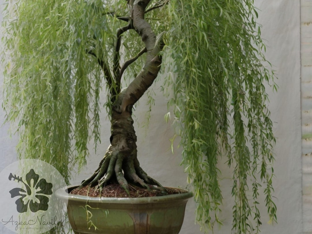 Weeping Willow Bonsai For Sale