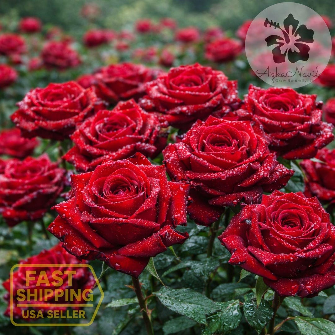 20 Red Rose Seeds – Non GMO Heirloom Rose – Classic Garden Flower for ...