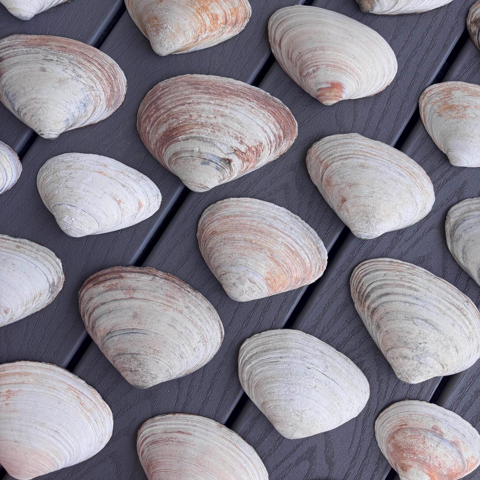 Checkered Clam Shells | Decoupage Shell Trinket | Jewelry Dish ...