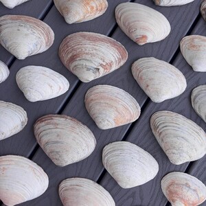Checkered Clam Shells | Decoupage Shell Trinket | Jewelry Dish ...