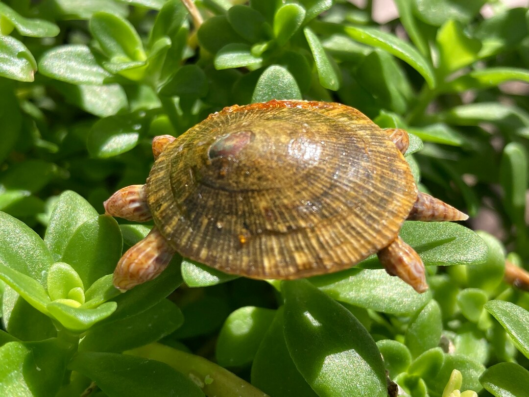 Turtle Brooch, Handmade Sea Shell Turtle Pin, Vintage Jewelry, Unisex ...