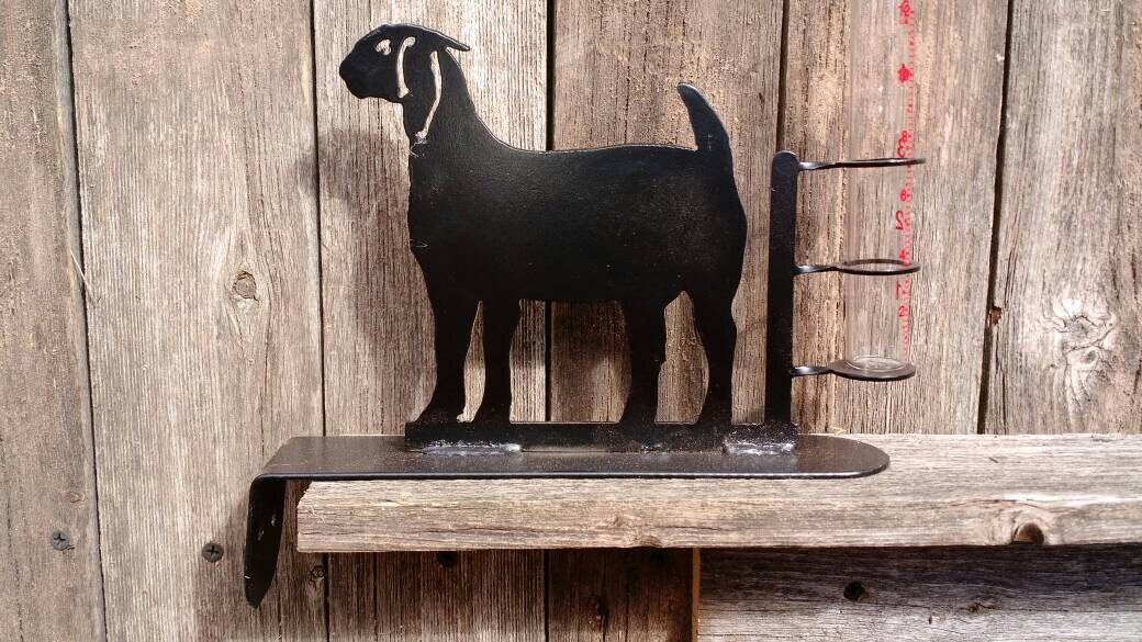 Goat Gauges - Etsy