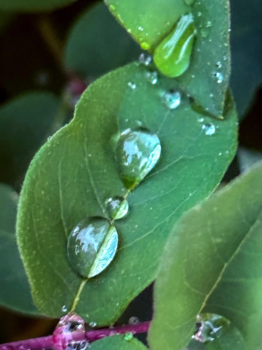 Photo of Tears of Dew - Etsy