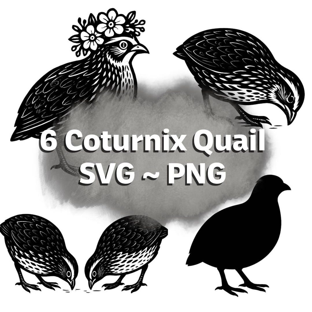 6 Coturnix Quail Designs - SVG ~ PNG ~ Transparent Backgrounds - Etsy