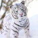 White Tiger Everest Realistic Wild Cat. OOAK Artist Handmade ...