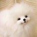 Pomeranian Evie Stuffed Spitz. Artist Dog Collectible Toy OOAK Handmade ...