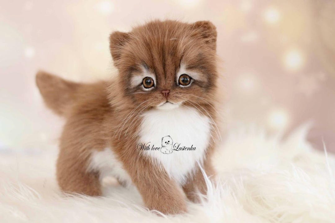 Kitten Cookie Realistic Artist Cat. OOAK Artist Handmade Collectible ...