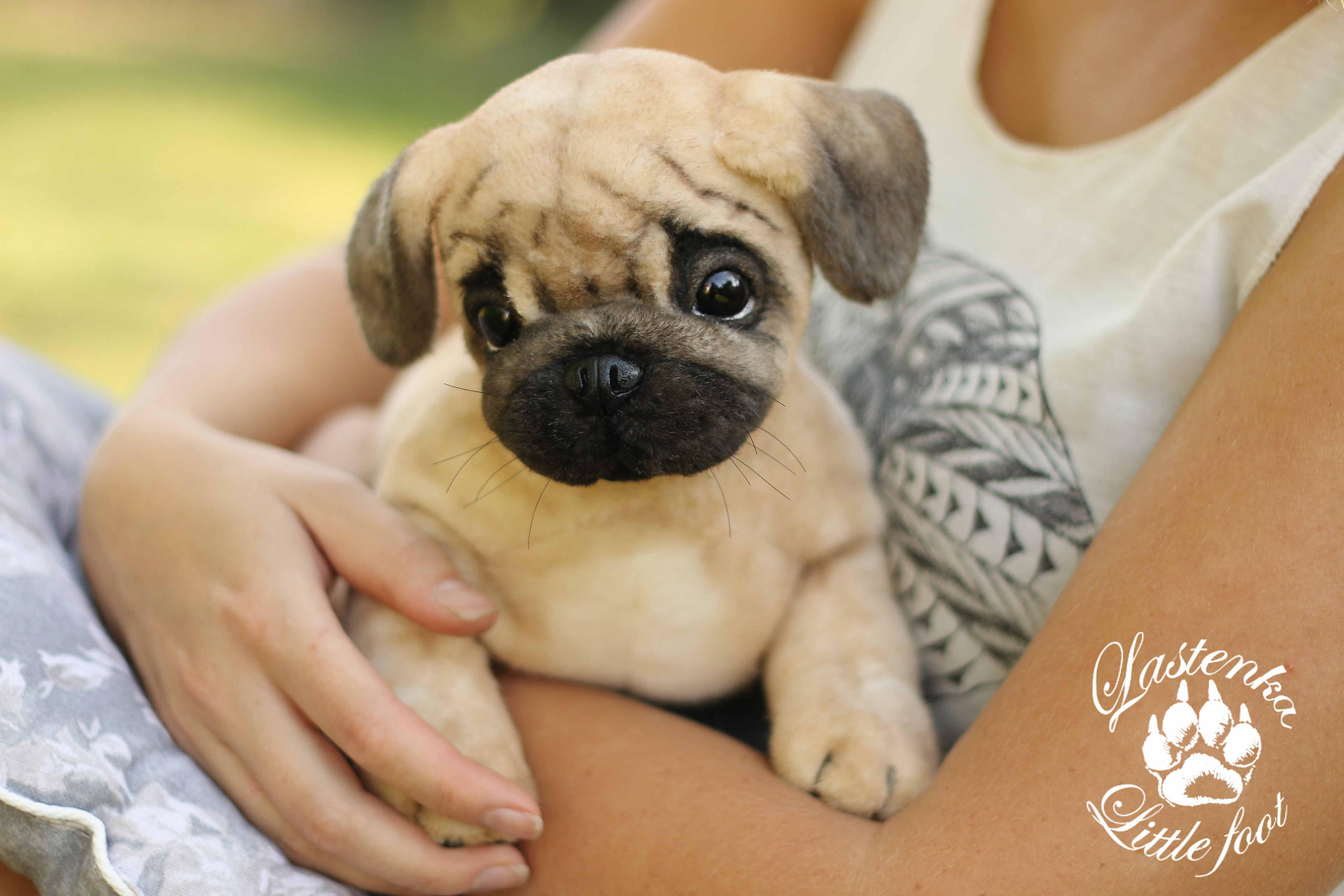 Cute Teacup Pug Puppies
