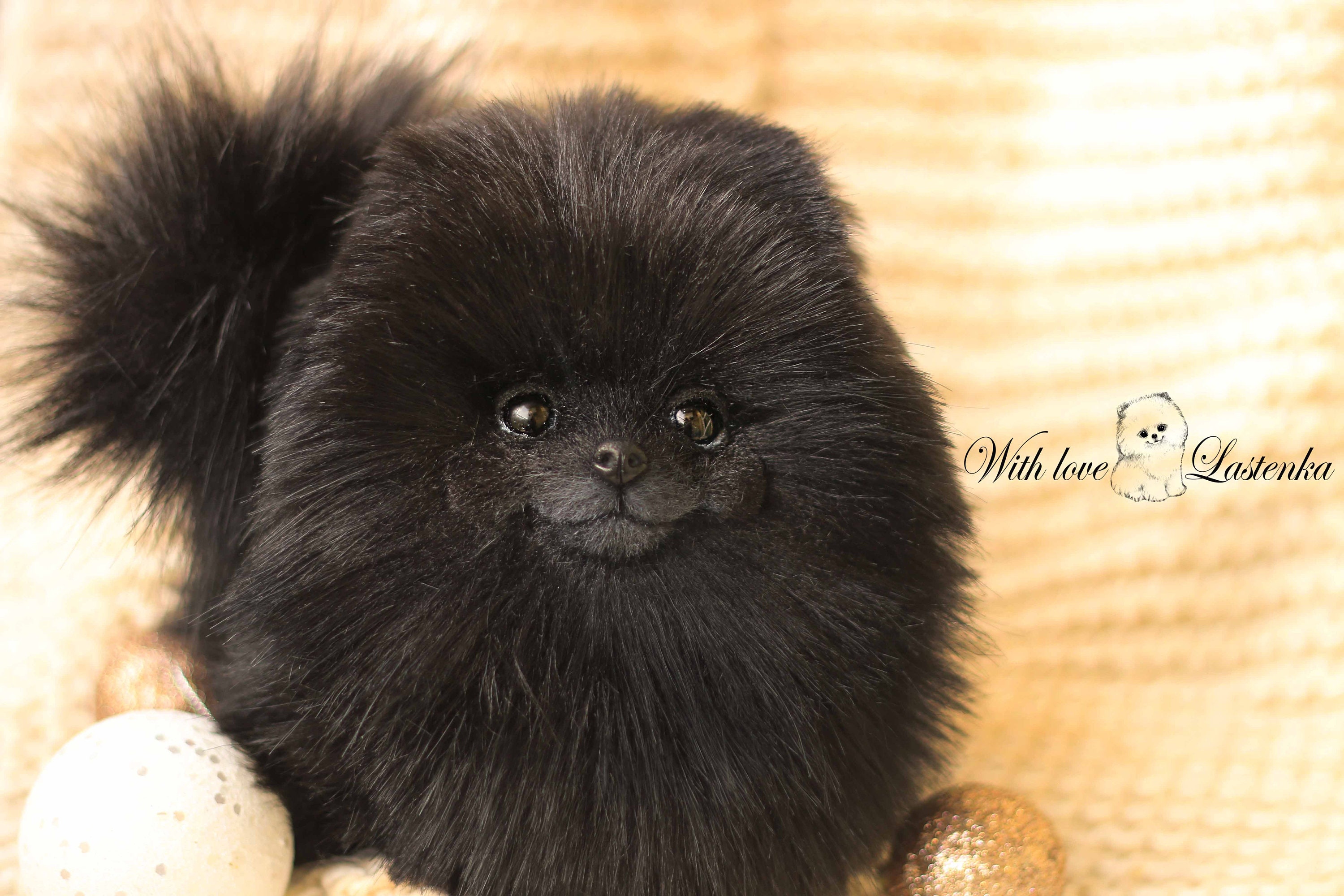 Teacup Black Pomeranian Puppies