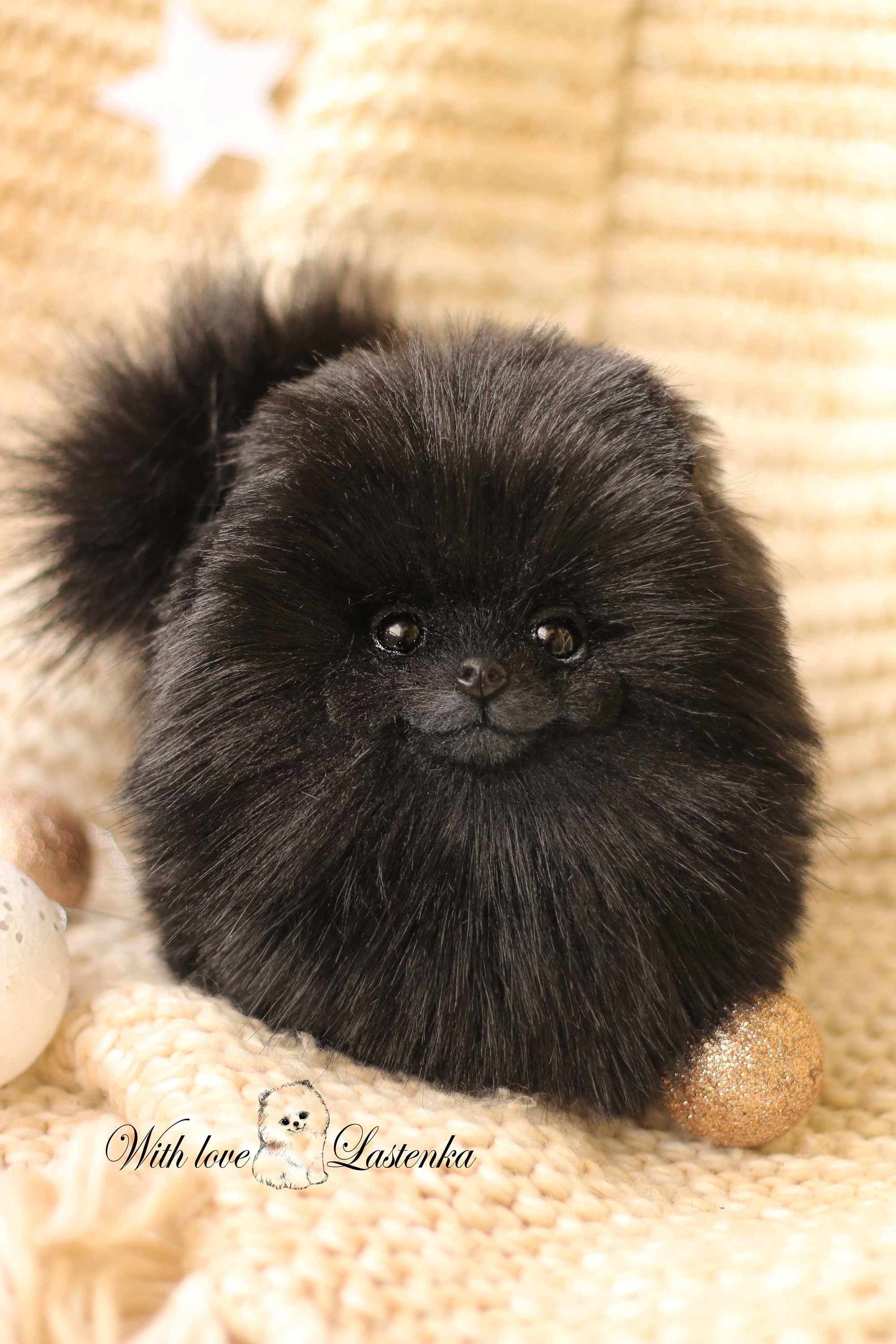Black Toy Pomeranian