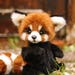 Realistic Staffed Red Panda Toy OOAK Collectible Handmade Plush Teddy ...
