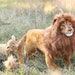 Big Realistic Lion and Lion Cub. - Etsy
