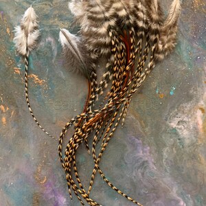 Natural Feathers Cree Craft Rooster Feathers for Crafts - Etsy