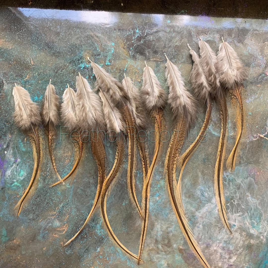 Natural Rooster Feathers Medium Ginger Pardo Feathers for Crafts Coq De ...
