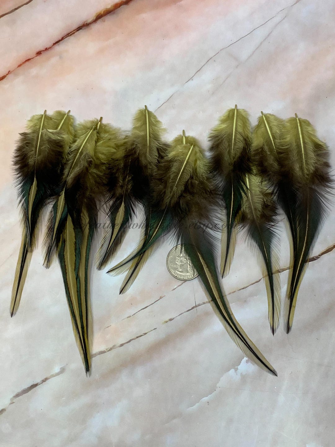Tan Craft Rooster Feathers Black Laced Craft Supplies Pack of 13 - Etsy