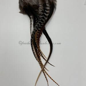 12 Long Rooster Feathers Cree Natural Craft and Earring Feathers 8 to ...