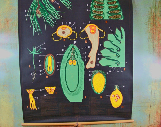 1960's Classroom Chart Chalk Plate Botany Pine - Etsy