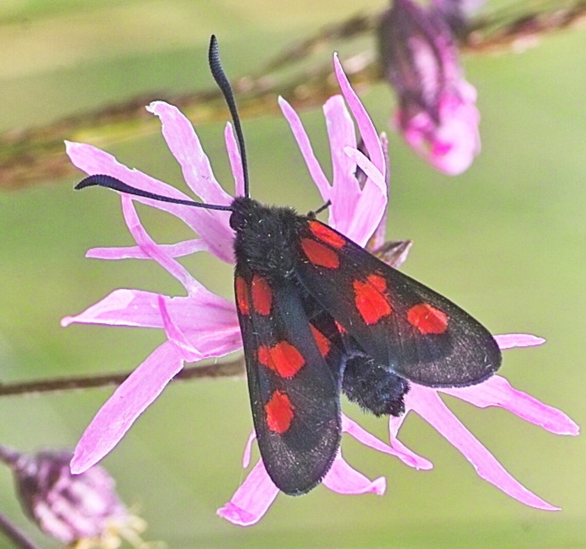 Five Spot Burnet Moth-art Silk Crepe Satin Scarf in Burnt Orange, Greys ...