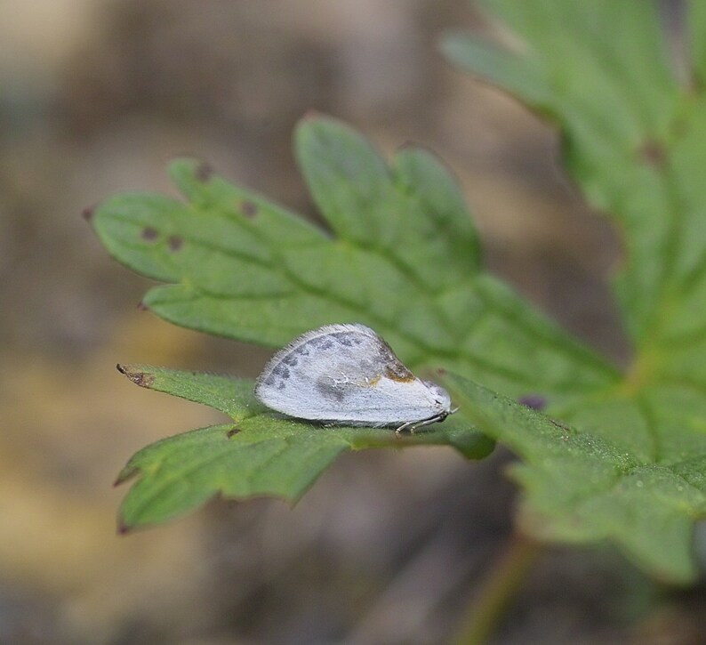 Chinese Character Moth Art Silk Crepe Satin Scarf in Rich Greens With ...
